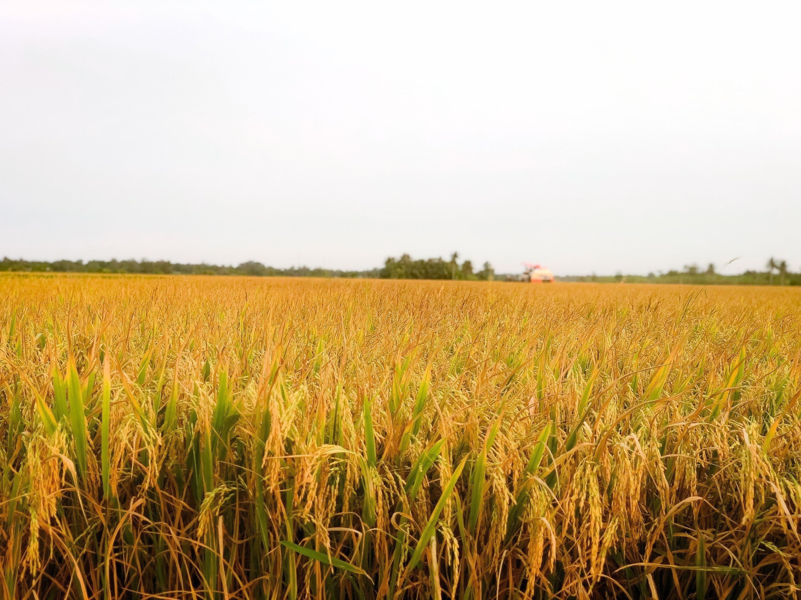 Về Vĩnh Long mùa lúa chín